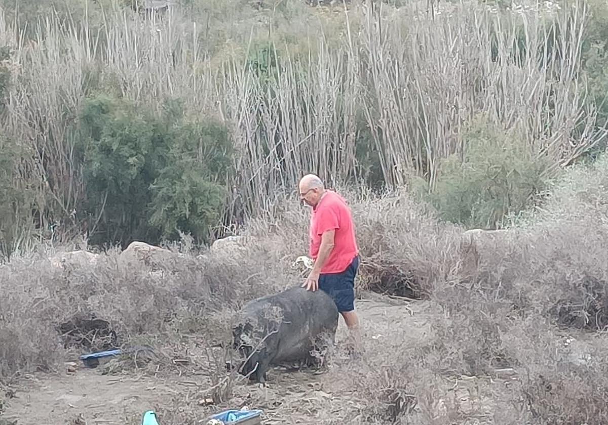 Édgar, el cuidador de la cerdolí del Andarax: «Es como familia, la ...