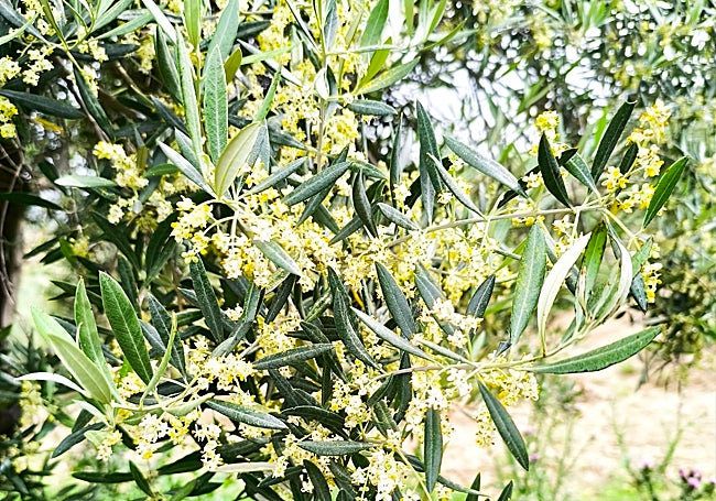 La floración del olivar en Jaén augura una campaña prometedora | Ideal