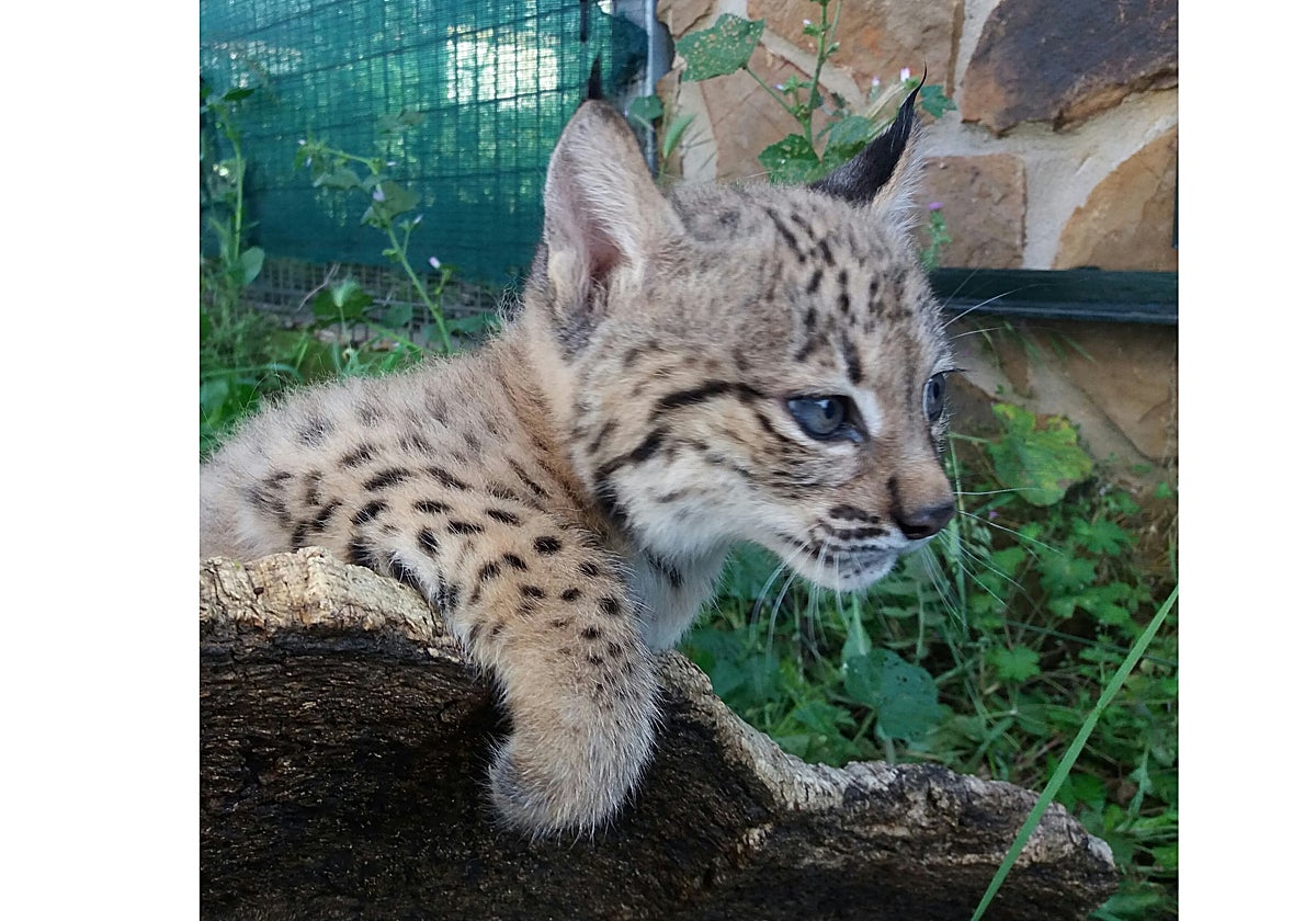 Nacen once linces en el centro La Olivilla durante la temporada de cría ...