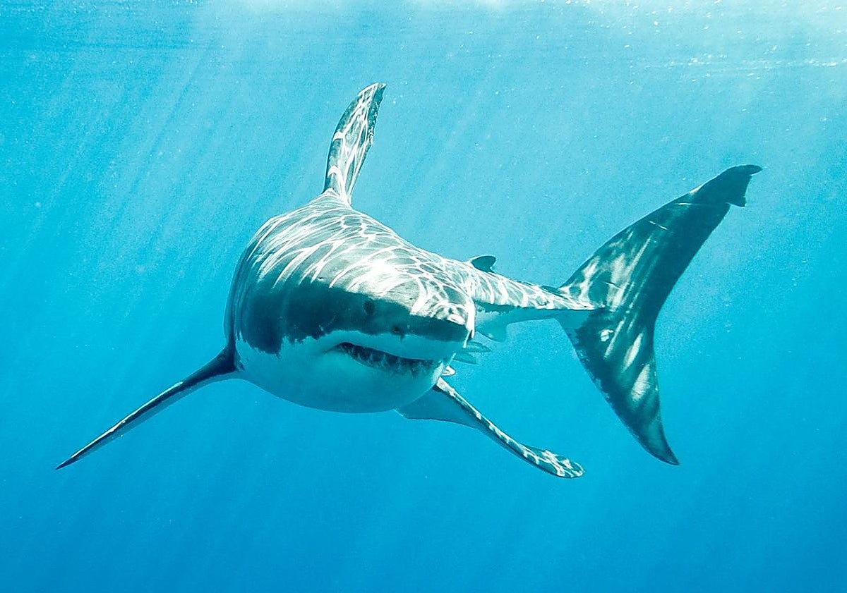 Graban por primera vez a un gran tiburón blanco nadando en el mar ...