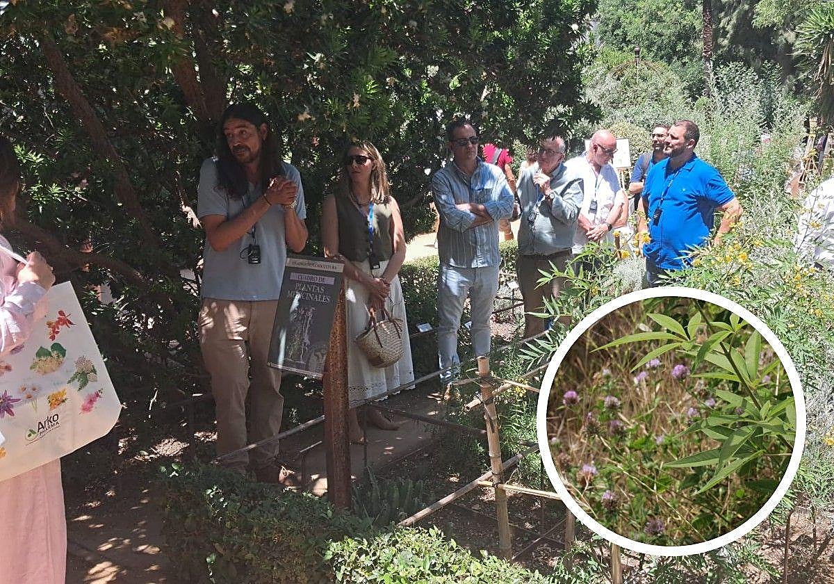 ¿Cannabis en el Botánico? La planta 'impostora' que baja la libido y ...