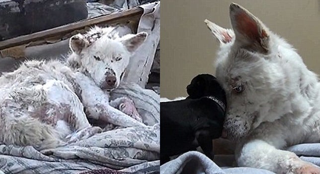 Milagrosa recuperación de un perro moribundo abandonado en un vertedero ...