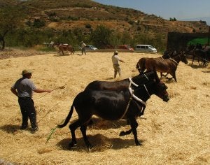 Turón convierte la trilla en un nuevo atractivo turístico | Ideal