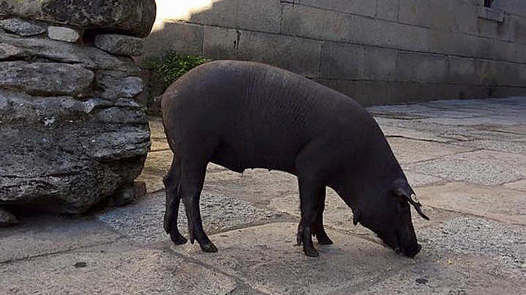 El 'marrano' de San Antón ya pasea por las calles de Mogarraz | La ...