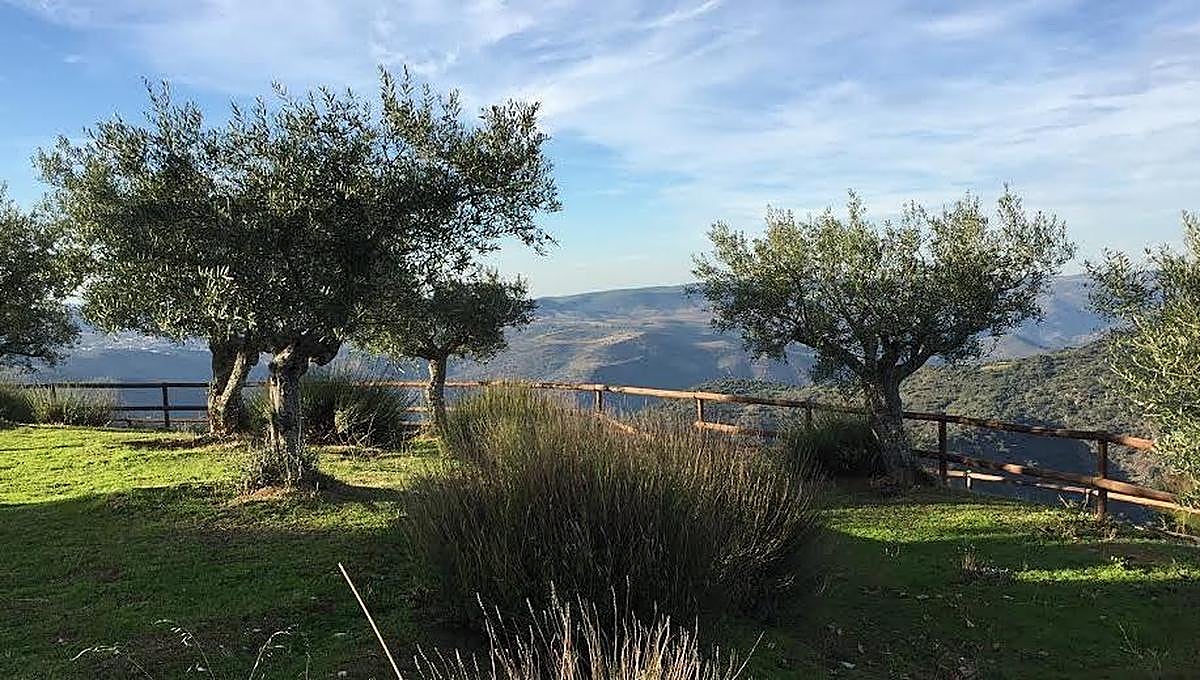 La evolución del olivo en Saucelle | La Gaceta de Salamanca