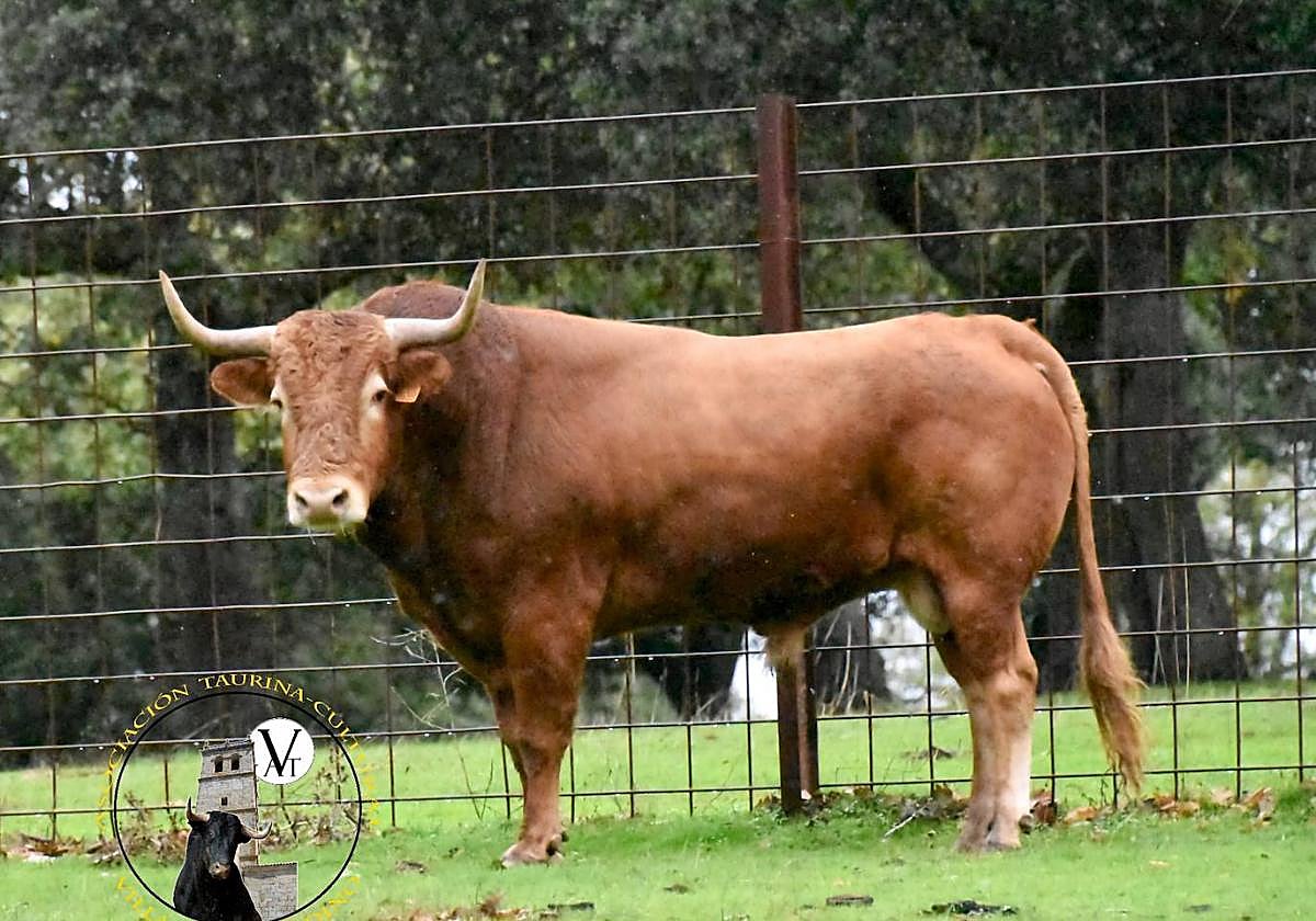 Vitigudino desvela a su Toro de San Nicolás: Lindero | La Gaceta de ...
