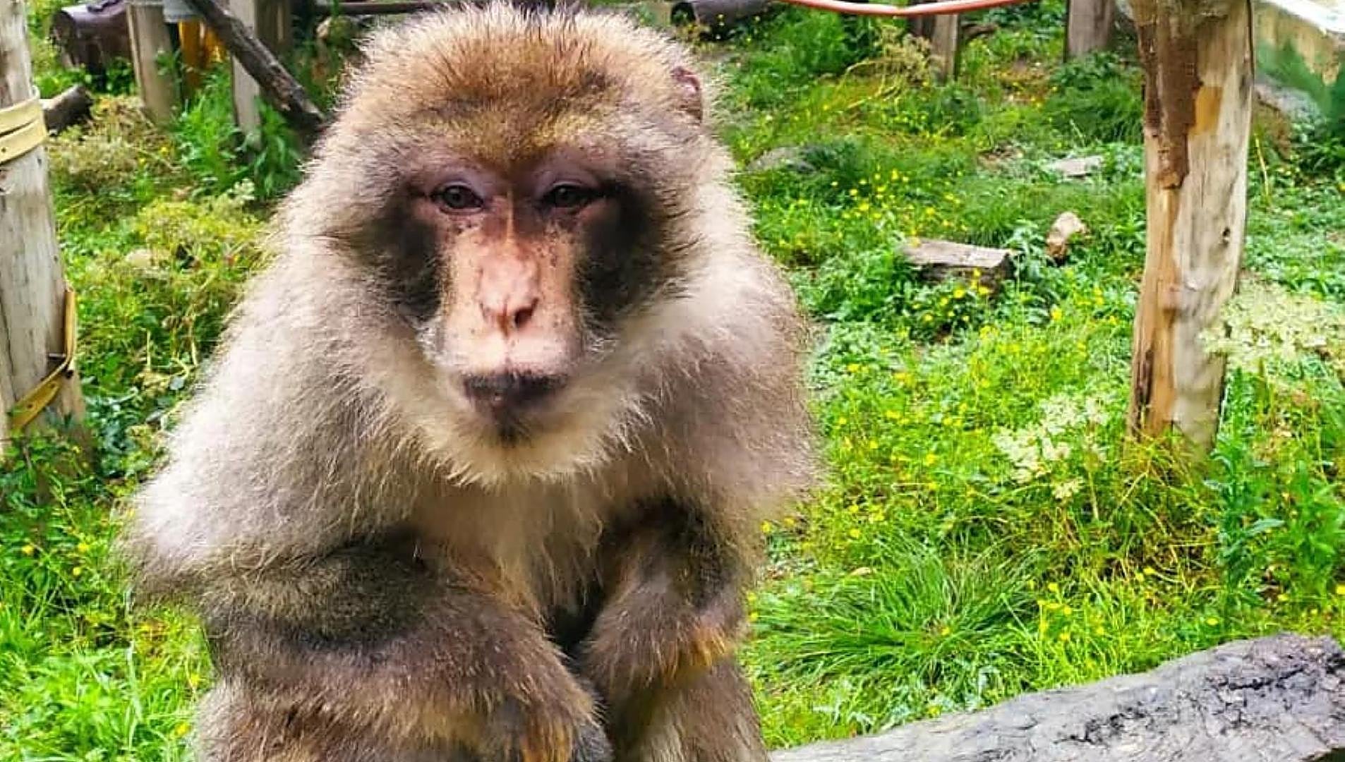Historia de un macaco llamado Titín rescatado en Logroño | La Rioja