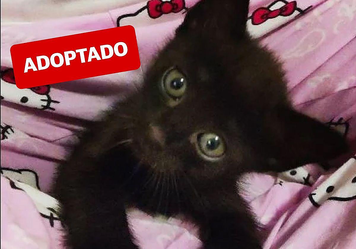 Merlin, un gatito negro que fue abandonado en un contenedor | La Rioja