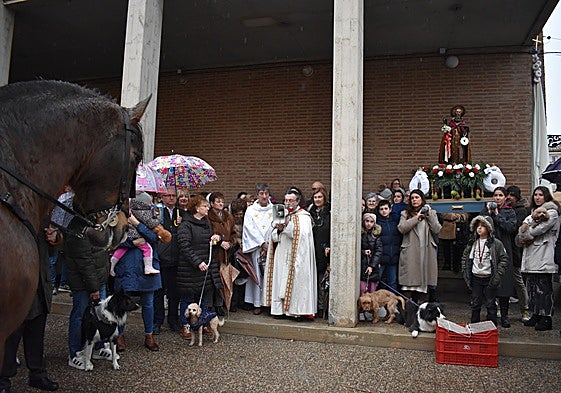 La lluvia no impide la bendición de animales en Rincón de Soto | La Rioja