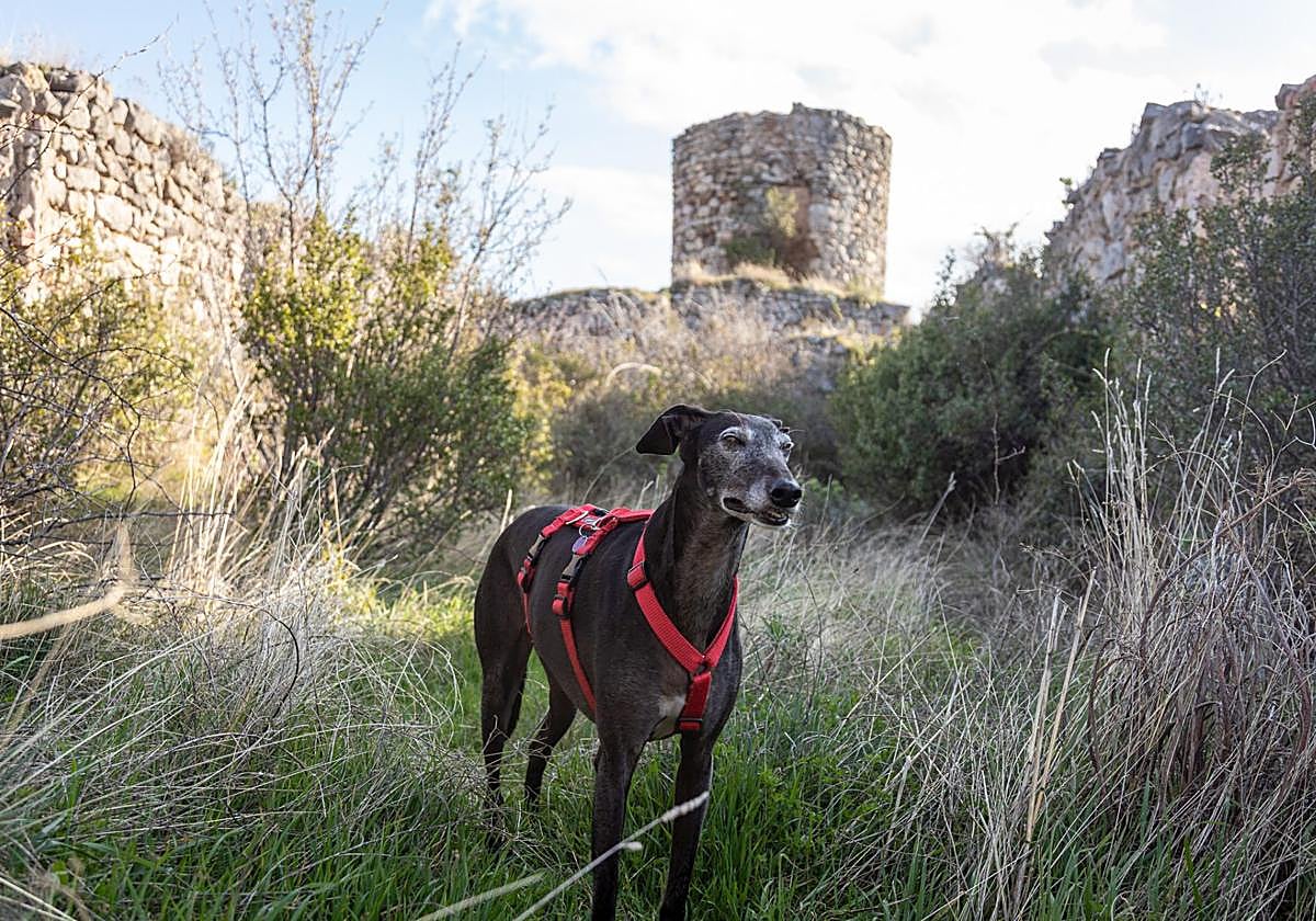 El castillo de Jubera deja de ser una fortaleza | La Rioja