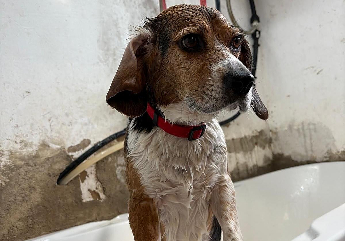 Louis, un beagle en adopción «un poco trasto» | La Rioja