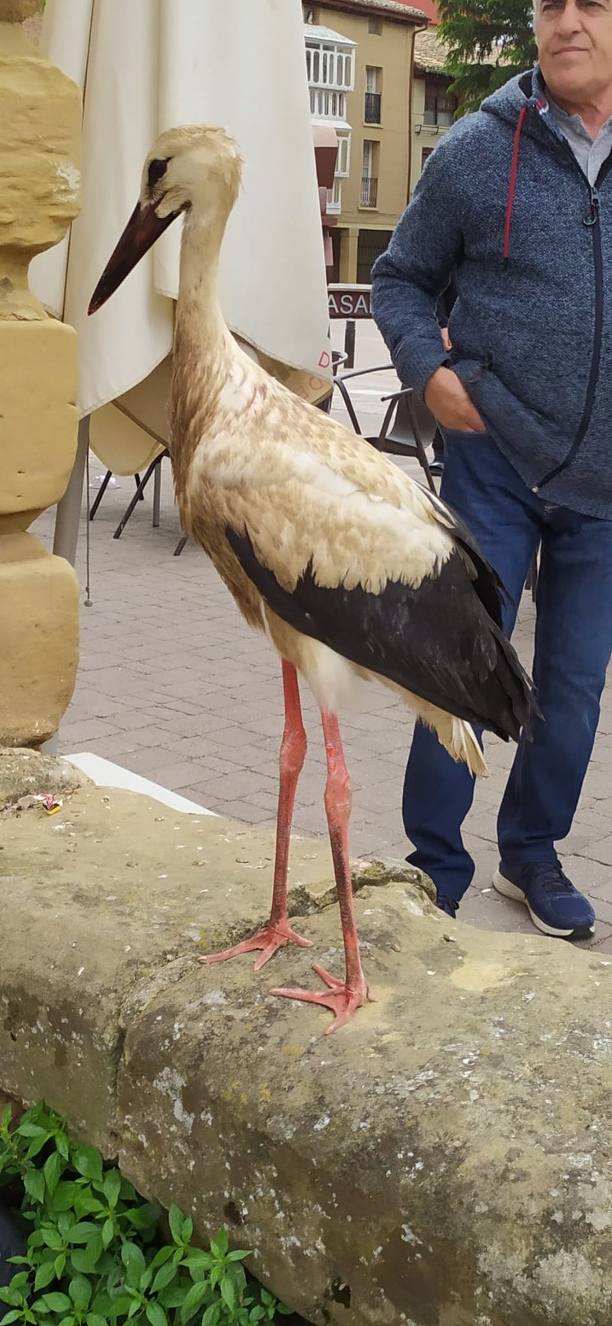 Los vecinos de Casalarreina capturan a una cigüeña herida | La Rioja