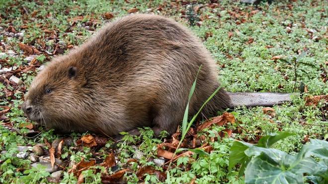 Castor nº 129 | La Rioja