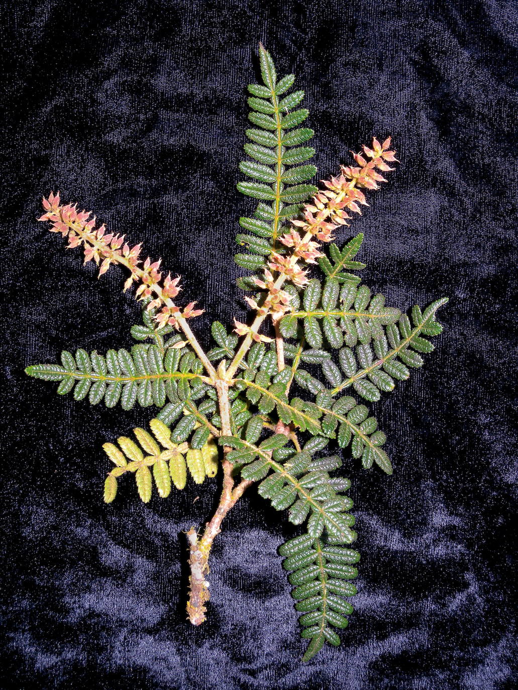 Fotos: Las increíbles especies descubiertas en un valle escondido de ...