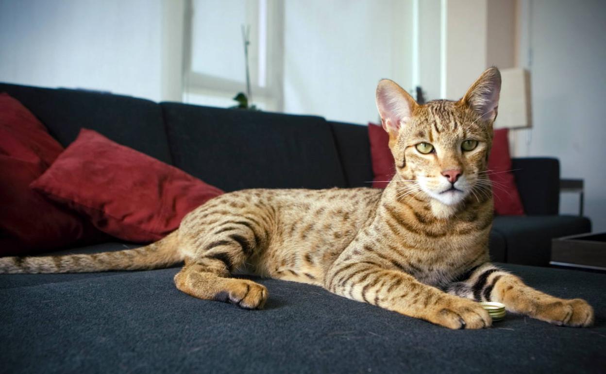 Ashera, el gato más caro del mundo | Ashera, la raza de gato que vale ...