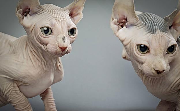 Gato elfo, elf cat | Gato elfo: la sorprendente raza que parece sacada ...