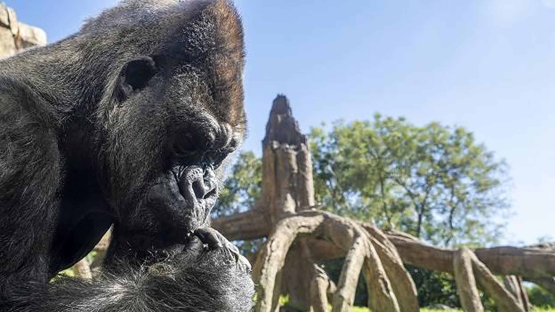 BIOPARC Valencia, uno de los mejores parques de animales del mundo sin ...