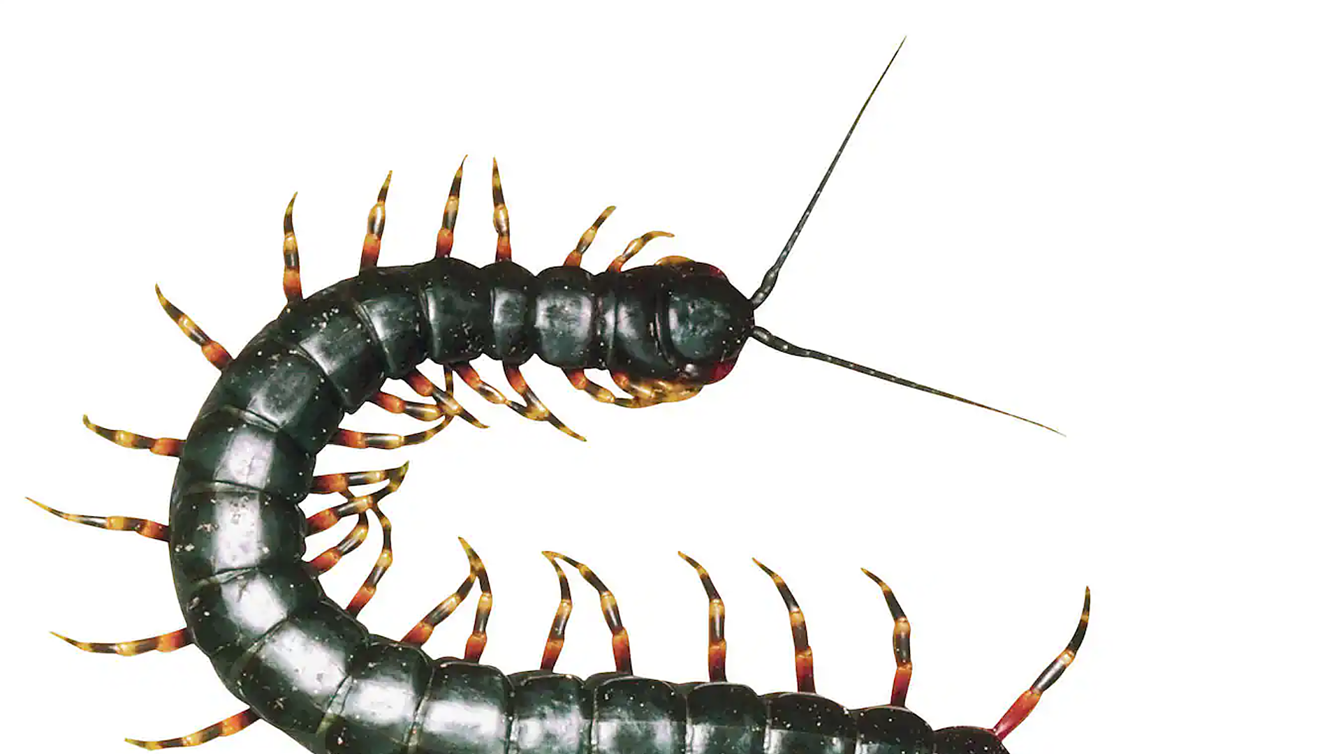 Qué es el síndrome del ciempiés y cómo saber si lo tenemos | Las Provincias