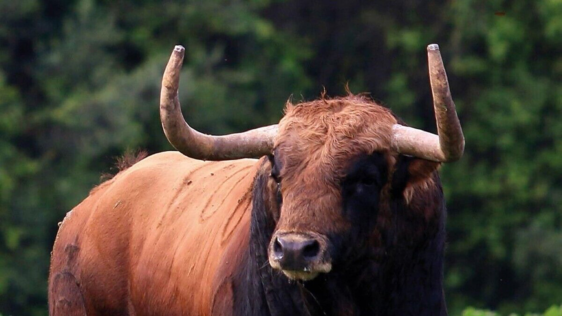 Toros | Con destino a Burriana, es el toro más serio que saldrá a un ...