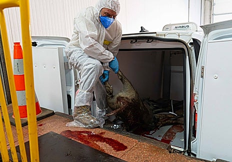 Dentro de la lucha contra la peste porcina | Las Provincias