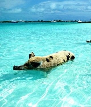 Conoce la isla de los cerdos nadadores en las Bahamas | Las Provincias