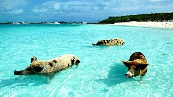 Conoce la isla de los cerdos nadadores en las Bahamas | Las Provincias