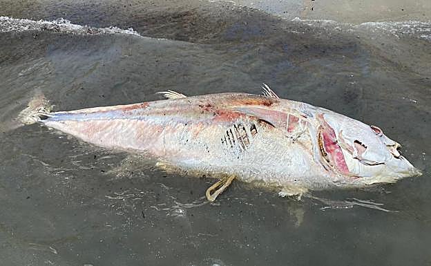 Aparecen dos atunes muertos de gran tamaño en La Manga | La Verdad