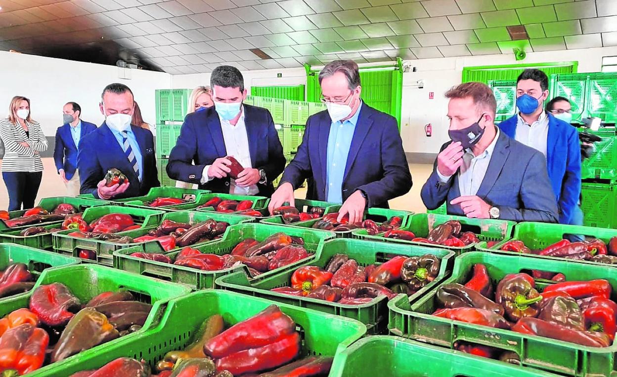 El pimiento de la Región arrasa en Europa | La Verdad