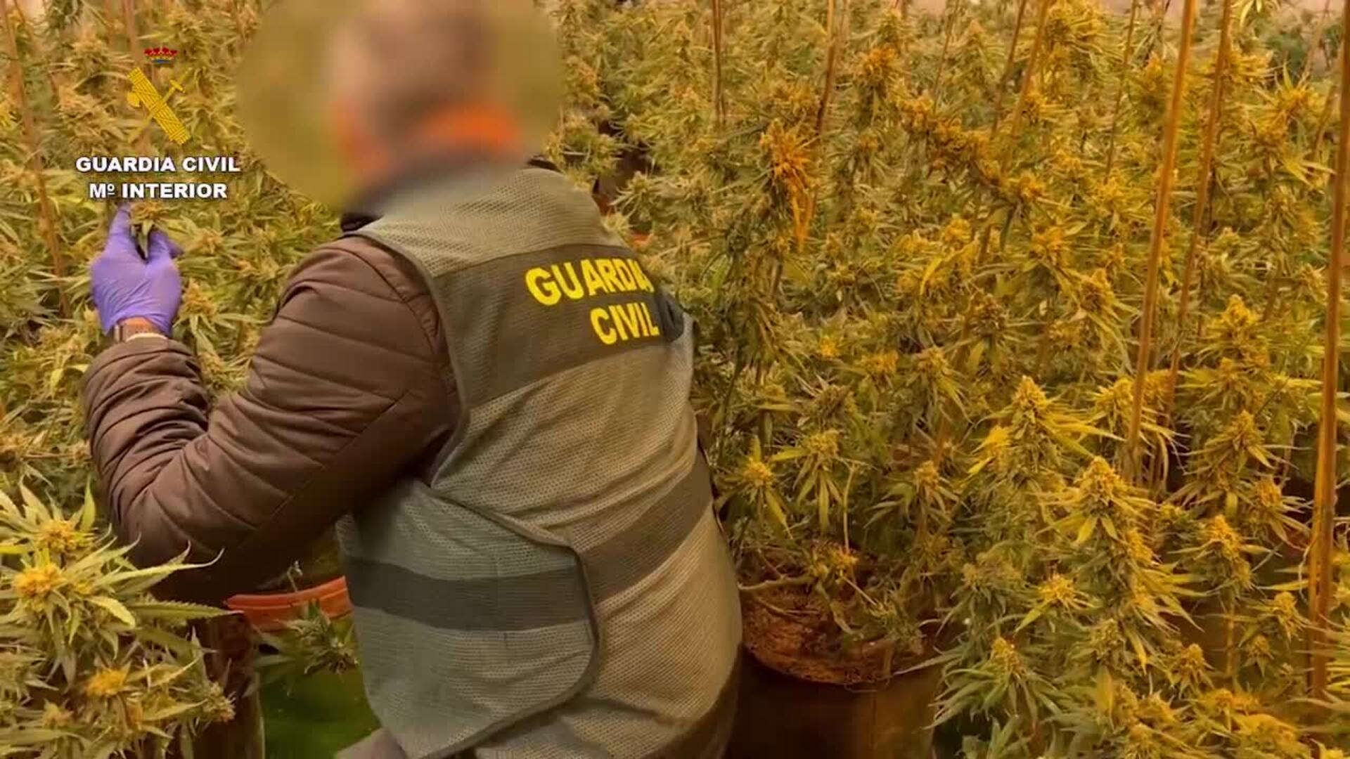 Desmantelan tres invernaderos de marihuana con casi 900 plantas en varios chalés de Murcia | La ...