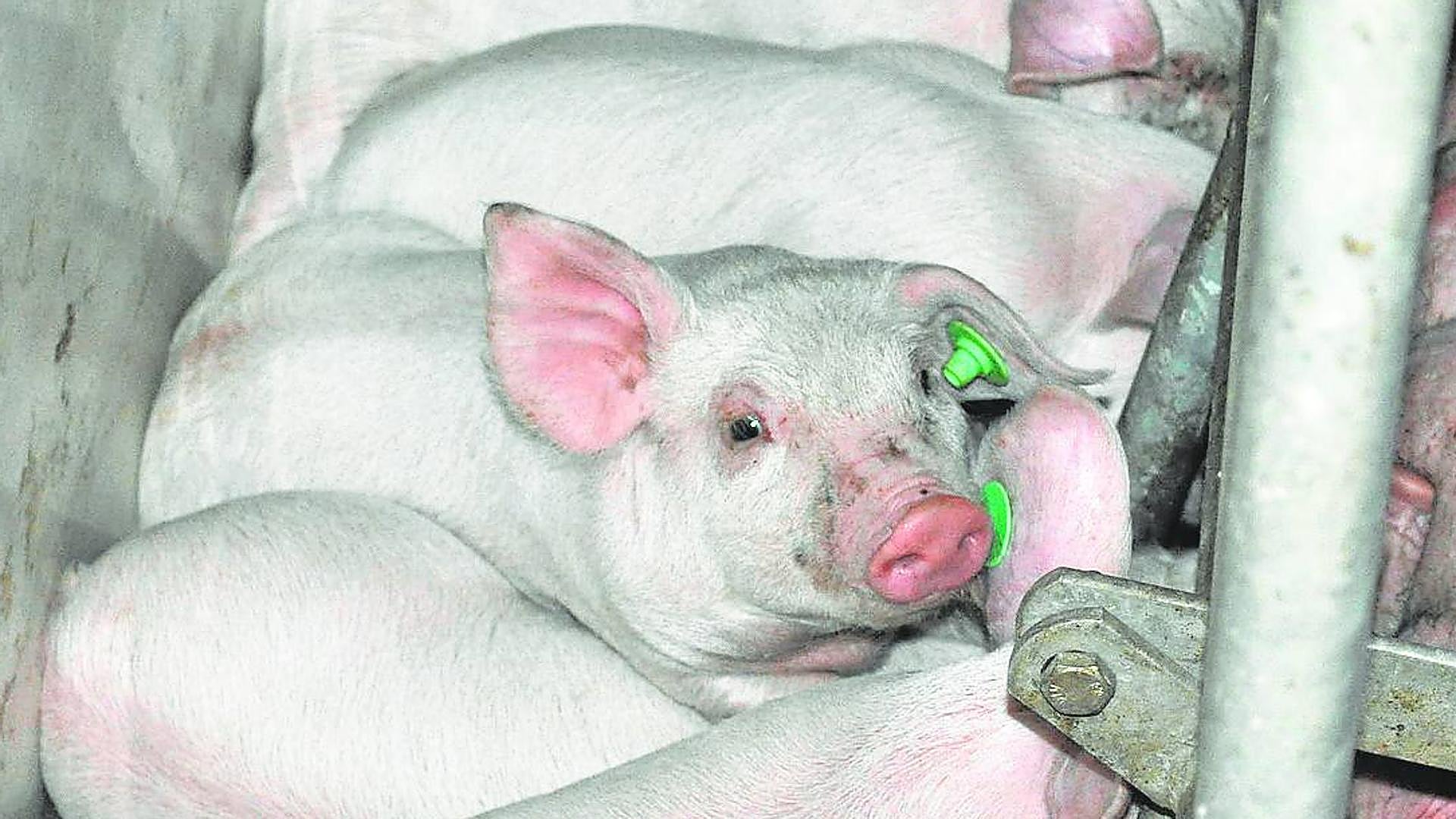 De la cría selectiva a referentes en edición genética en Europa | La Verdad