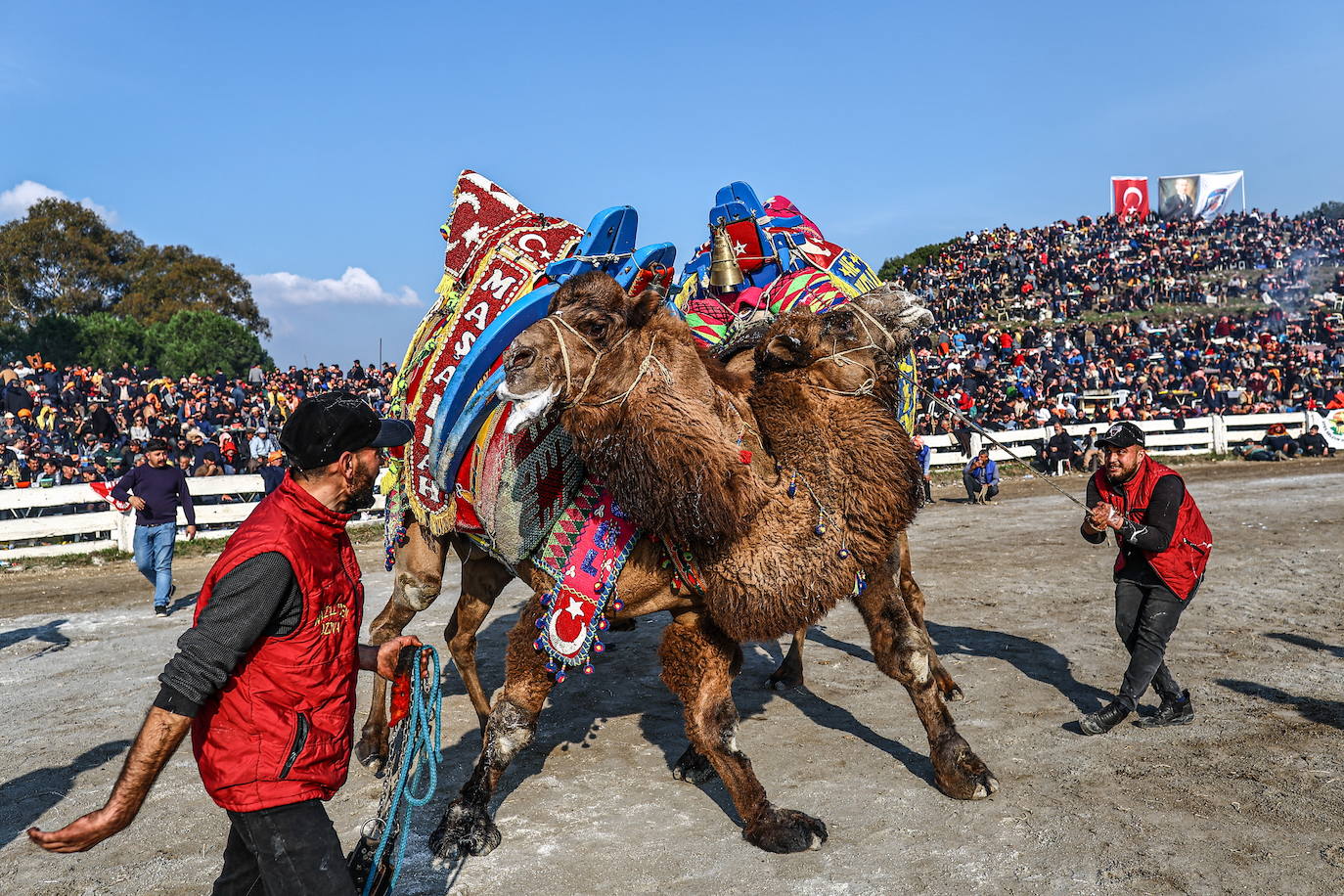 Fotos: Lucha de Camellos | La Verdad