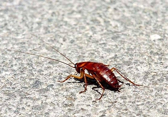 Cómo prevenir las plagas de insectos en la cocina con unos sencillos ...
