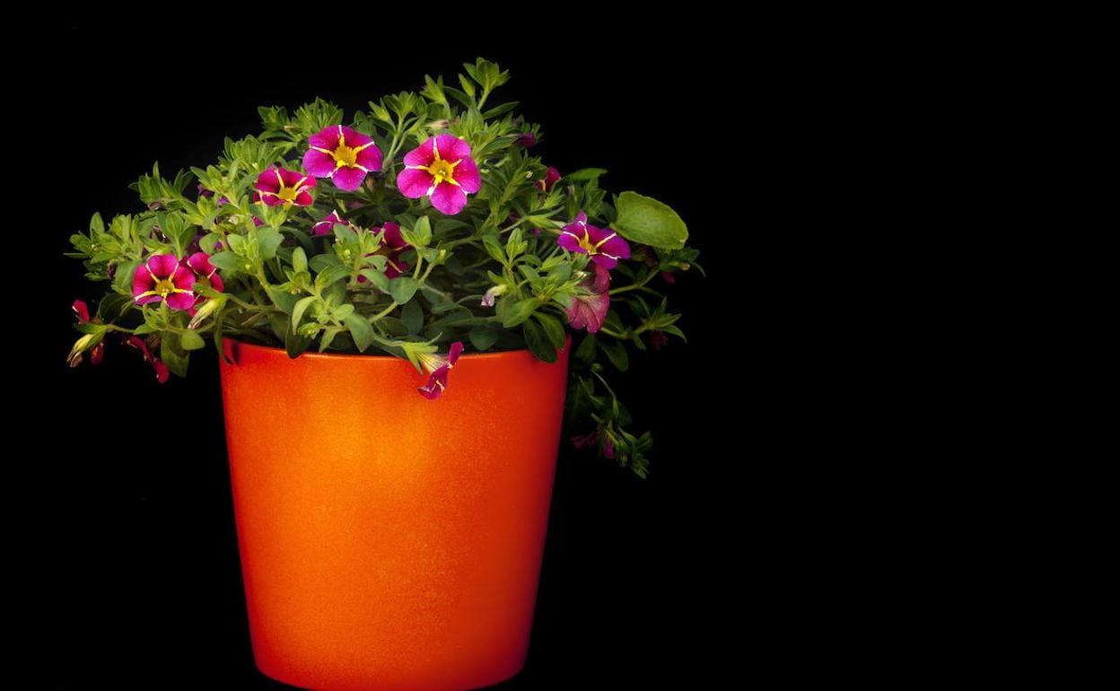 Ten en cuenta esto antes de trasplantar tu planta a otra maceta | La Verdad