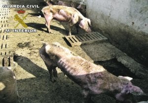Hallan a 60 cerdos desnutridos y agonizantes en una granja ruinosa | La ...