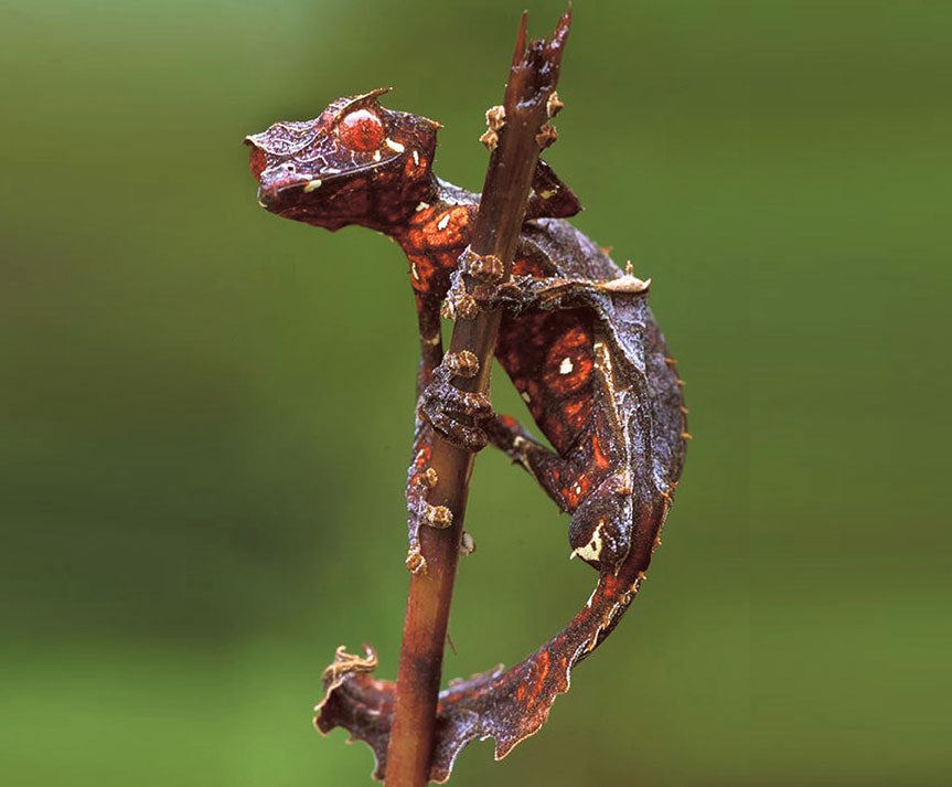 Las 20 especies más raras de las últimas décadas | La Verdad