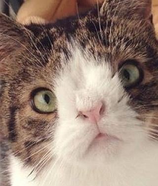 Monty, el gato con síndrome Down que ha enamorado a los internautas ...