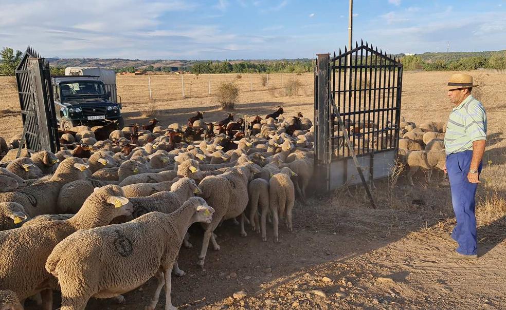 Trashumancia en León a su paso por Villabalter | leonoticias.com