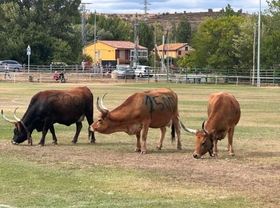 La caca de una vaca de León que vale 7.000 euros | leonoticias.com