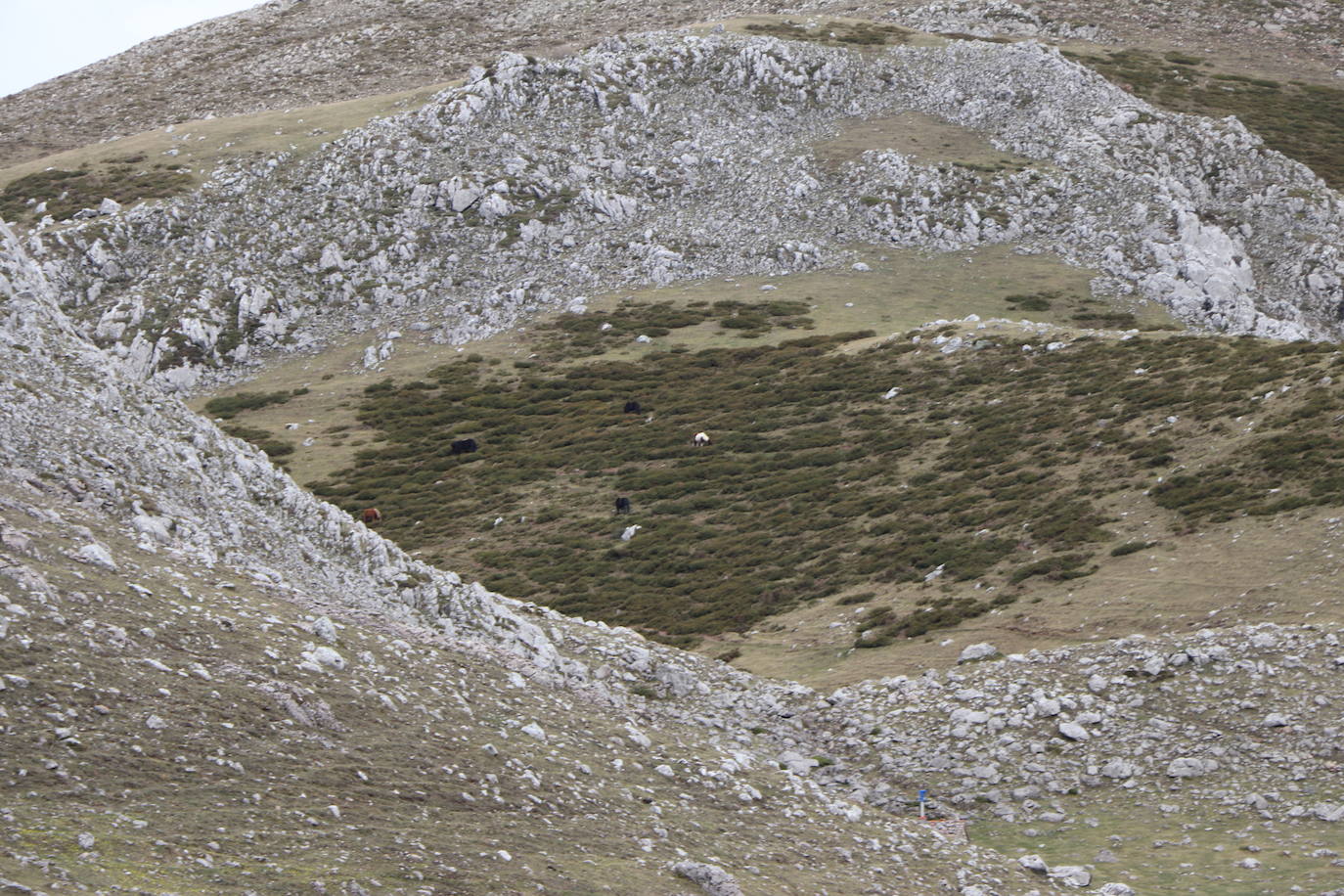 Los pastos de Babia se llenan de hisptano-bretón | leonoticias.com
