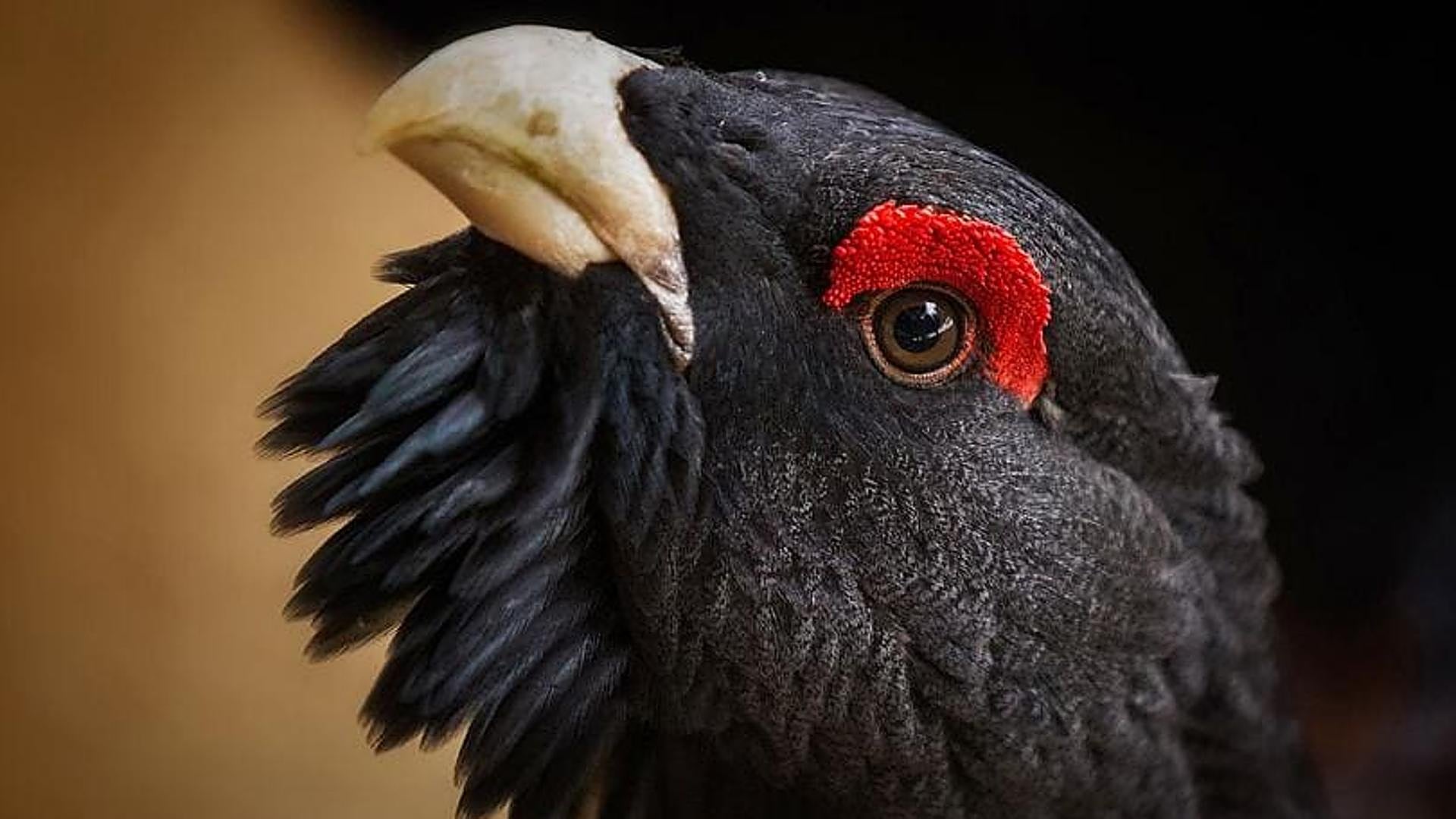 Casi dos millones para trabajos de restauración y mejora del hábitat ...