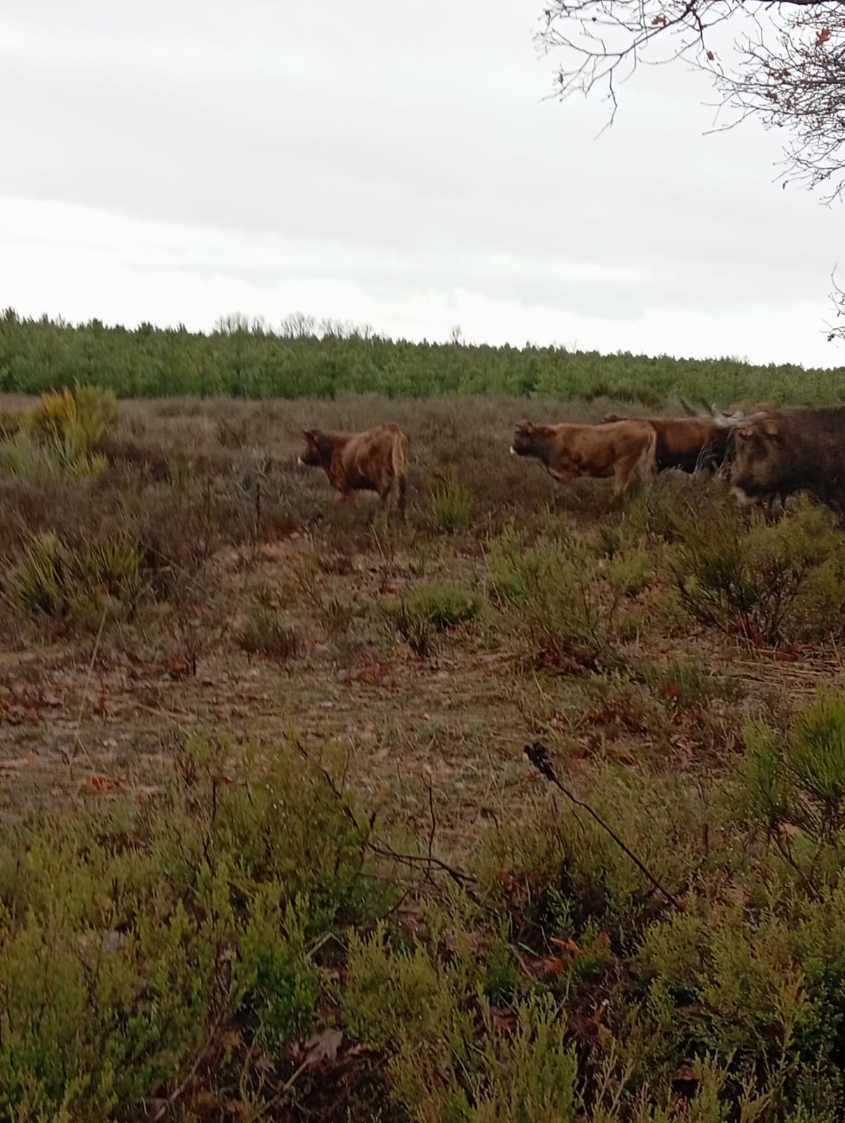 Las últimas imágenes de las vacas de Riofrío fuera de su parcela ...