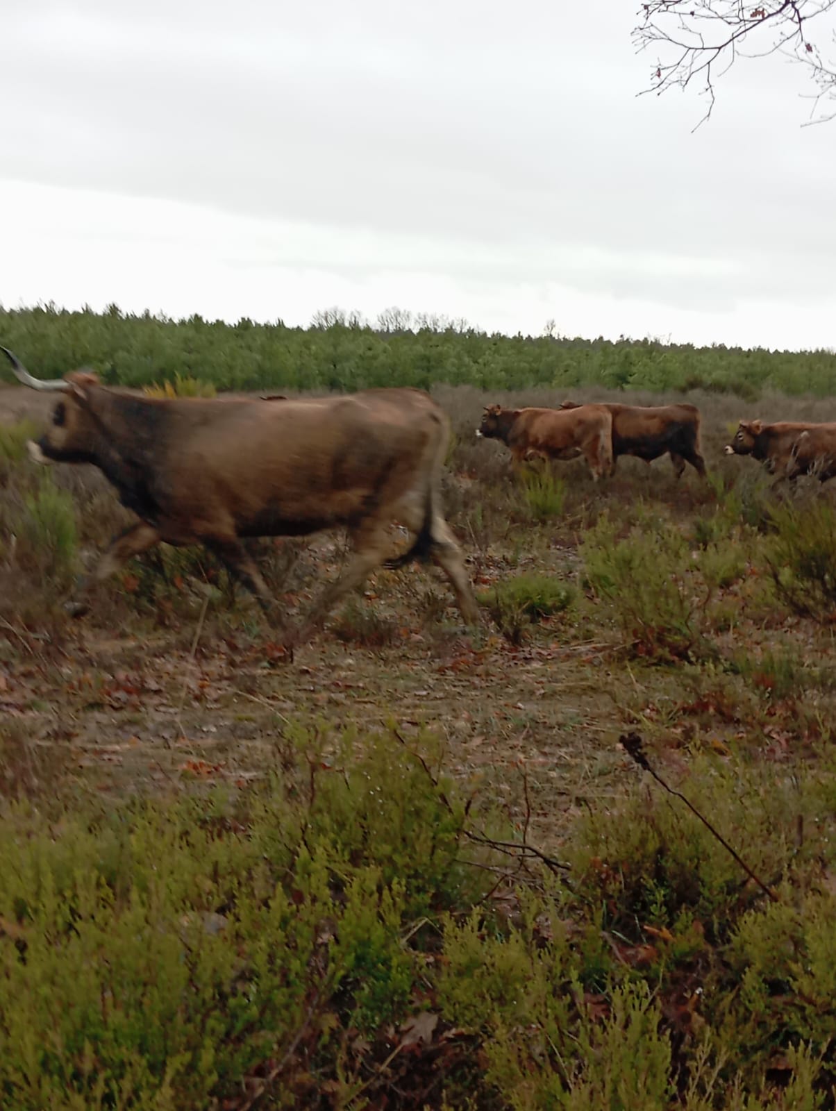 Las últimas imágenes de las vacas de Riofrío fuera de su parcela ...