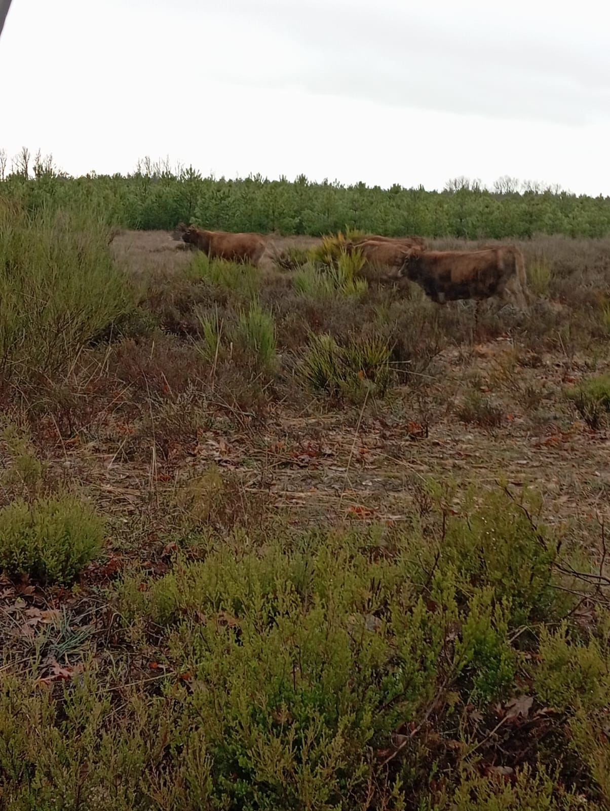 Las últimas imágenes de las vacas de Riofrío fuera de su parcela ...