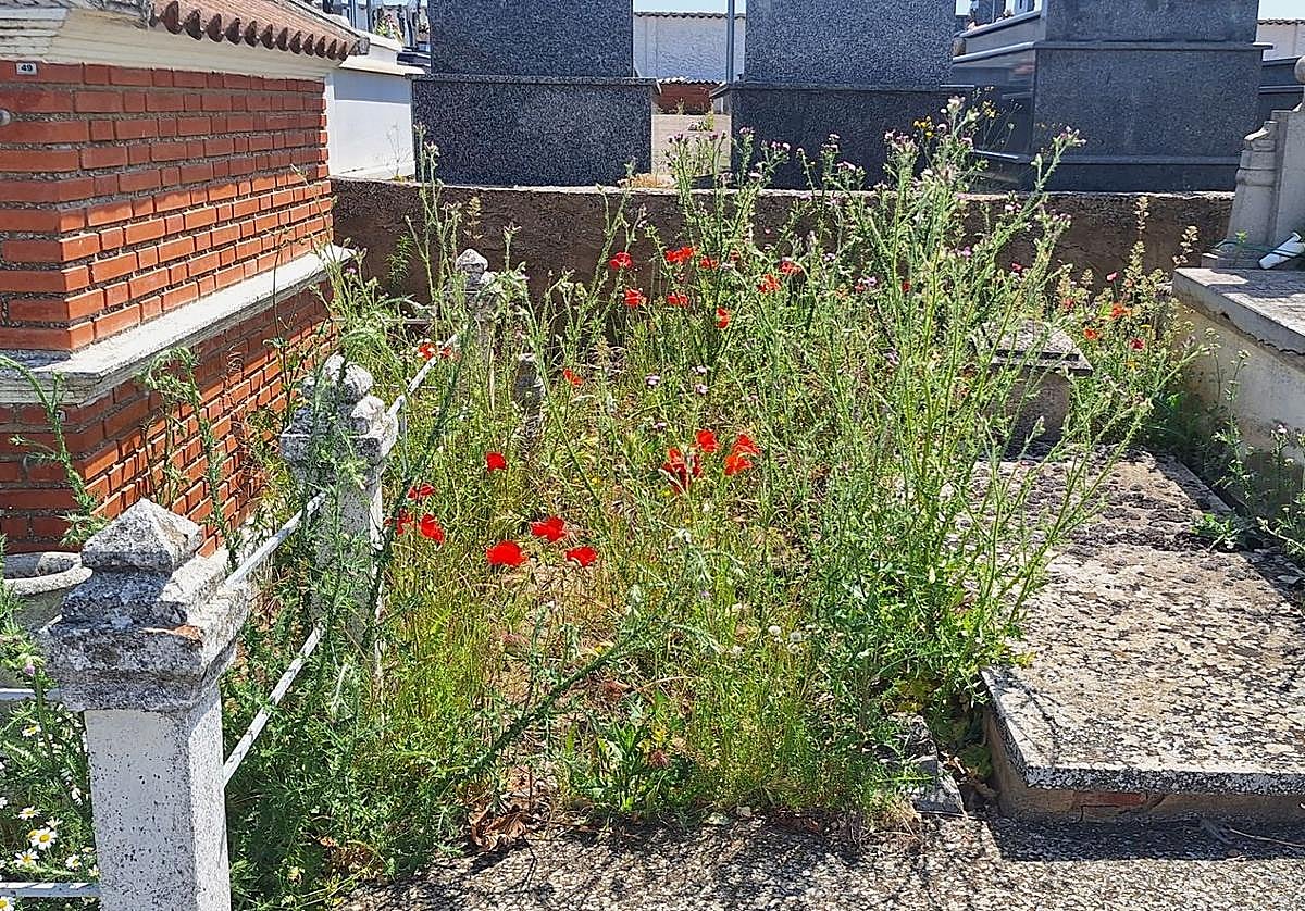 Denuncian el abandono del cementerio de Valencia de Don Juan por la ...
