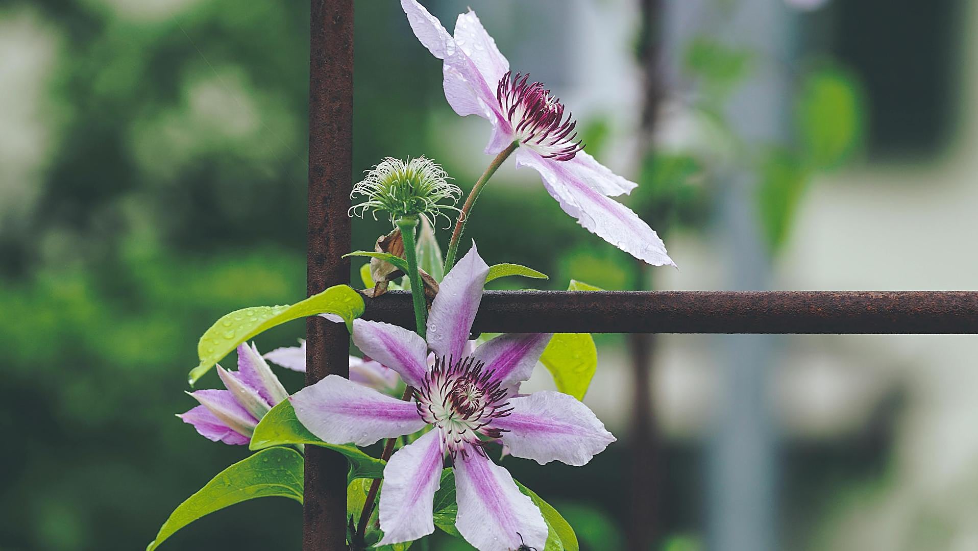 Clematis, la planta trepadora con flor más fácil de cuidar en verano ...