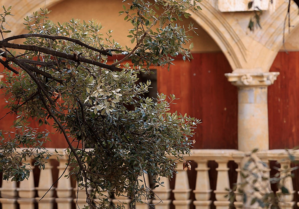 Salamanca: la encina que convierte en zen el patio renacentista de San ...