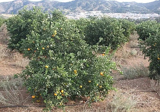 Citrus production recovers to pre-drought levels in Malaga province but ...