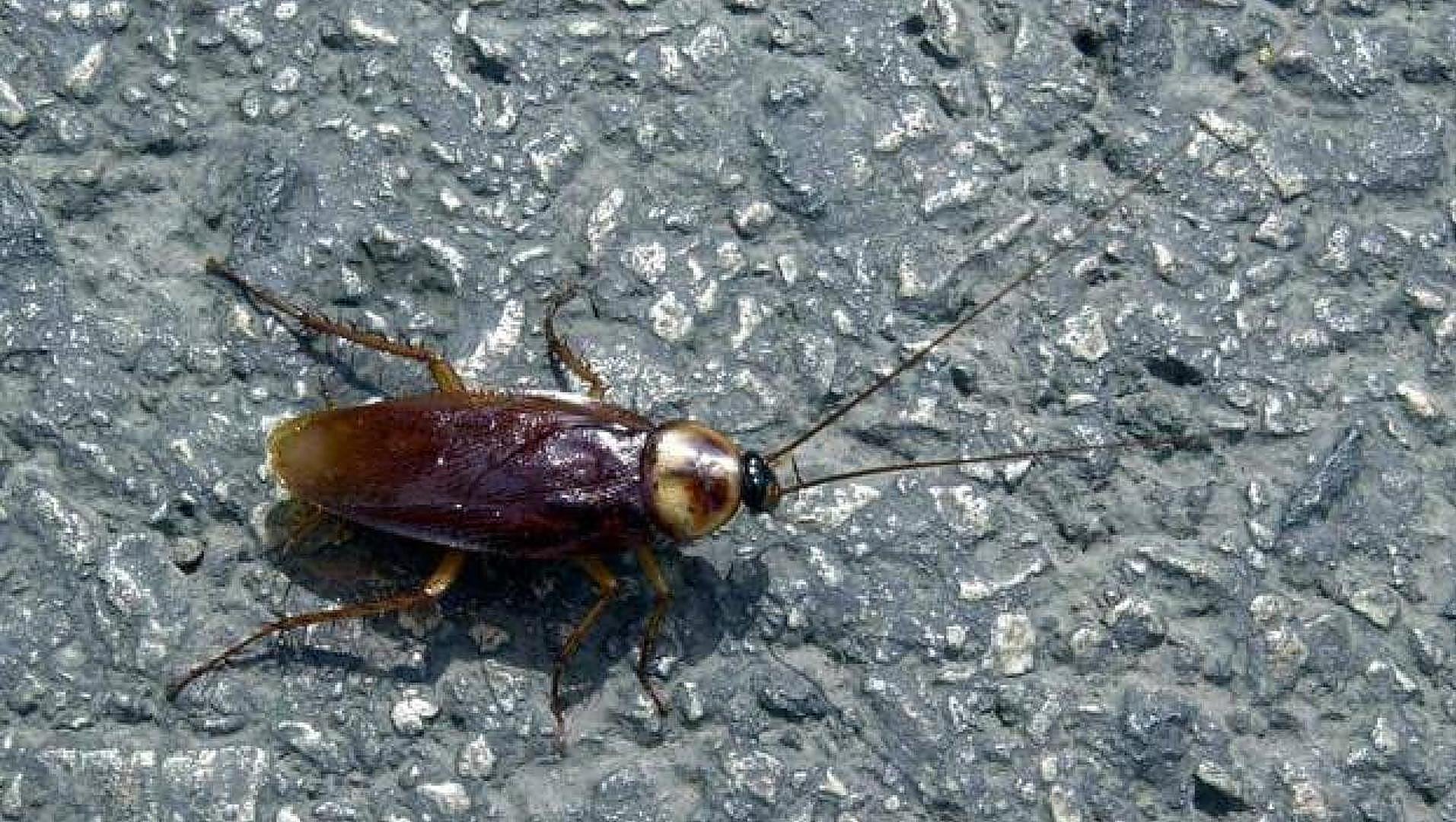 This is why Spain could be hit with 'major cockroach infestations' this ...