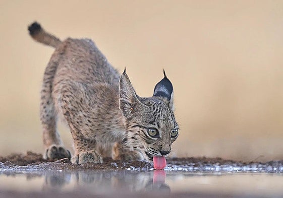 Comeback cat: the Iberian lynx is no longer an endangered species | Sur ...