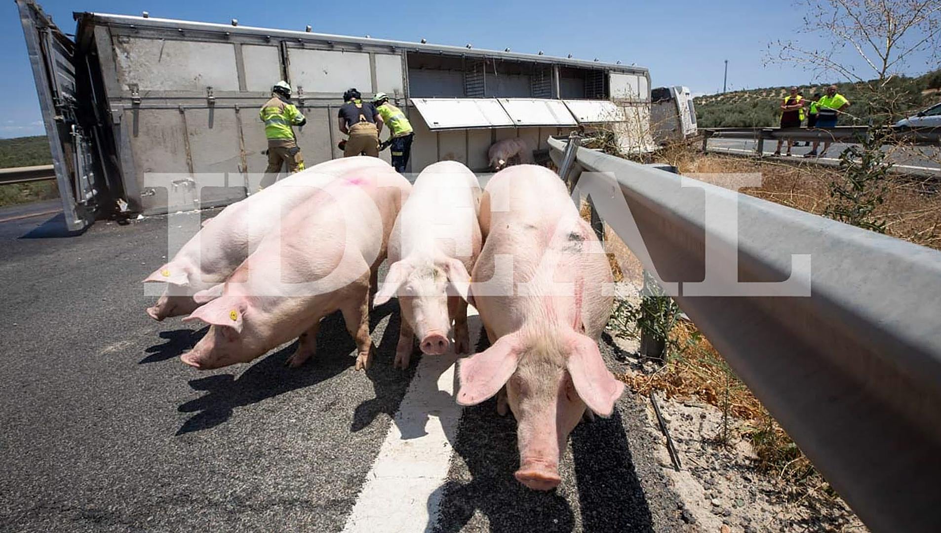 In pictures: Long tailbacks as dozens of pigs roam free on motorway in ...